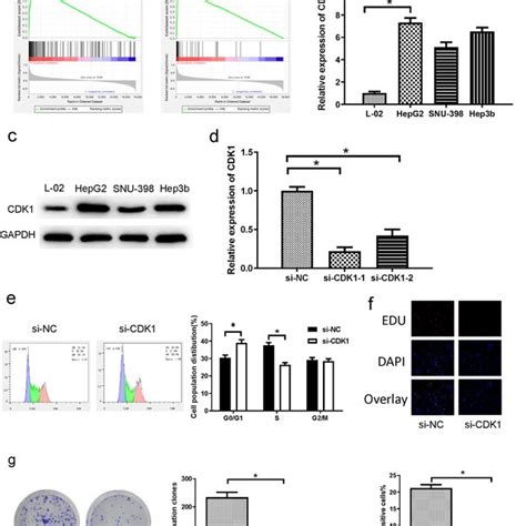 Cdk1 May Be A Target Of Hcc A Heat Map Of The Top 20 Differentially