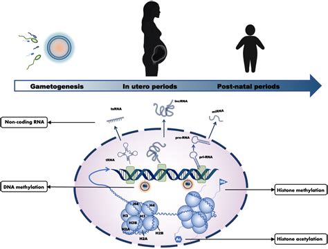 Developmental Origins Of Adult Diseases