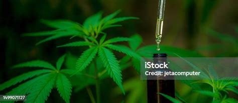 Cbd 대마 오일 드립 바이오 의학 및 생태 대마 식물 허브 의학 의료 추출에서 Cbd 오일 꽃 식물에 대한 스톡 사진 및 기타