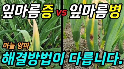 지금까지 같은 마늘 잎마름병이라고 생각하셨나요 Youtube