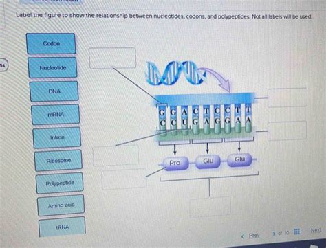 Solved Label The Figure To Show The Relationship Between Nucleotides