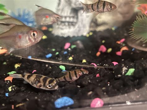 Amazon Puffers First Time Is He Okay Rpuffers