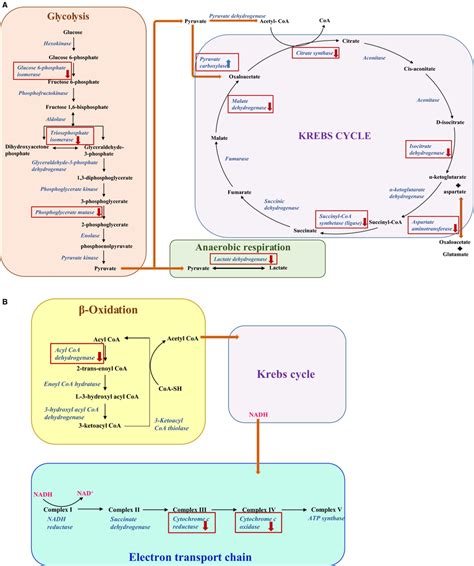 A Outline Of The Aerobic Glycolysis And Krebs Cycle And Anaerobic