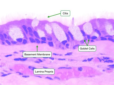 Respiratory Epithelium