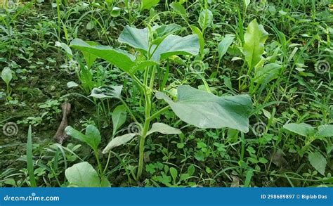 Growing Bottle Gourd Plant In Field Stock Video Video Of Grown Leaf