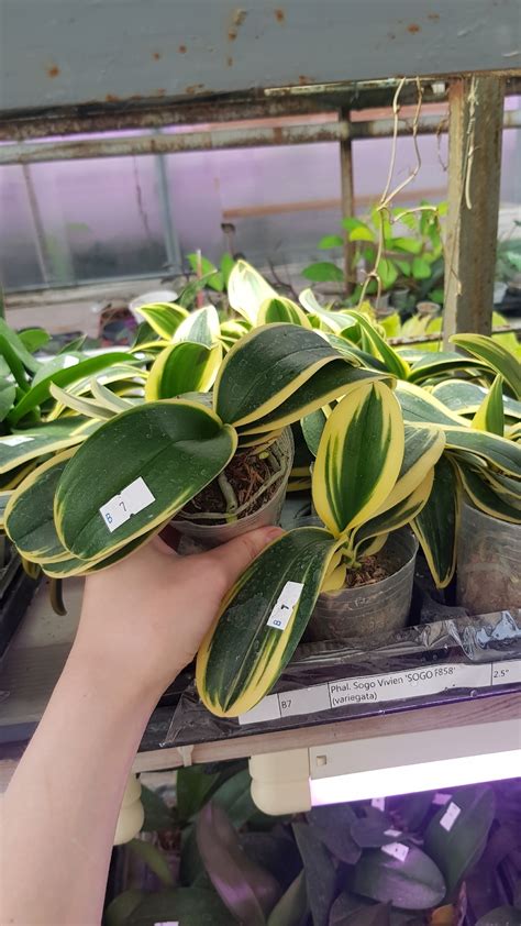 Phal Sogo Vivien Sogo F858 Variegata 25 B7 April купить по