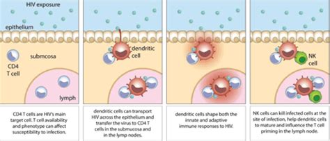 Figure 29 From Effects Of Complement Opsonization Of Hiv On Dendritic Cells And Implications
