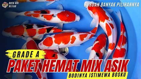 PAKET MIX HARGANYA ASIK KOHAKU SANKE KUJAKU ASAGI GRADE A BODI