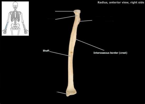 Radius Diagram Quizlet