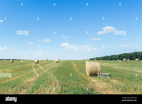 Field With Straw Bales After Harvest Against Sky Background Stacks Of