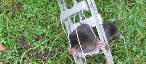 Крот в огороде: как избавиться от крота в огороде навсегда, народные ...