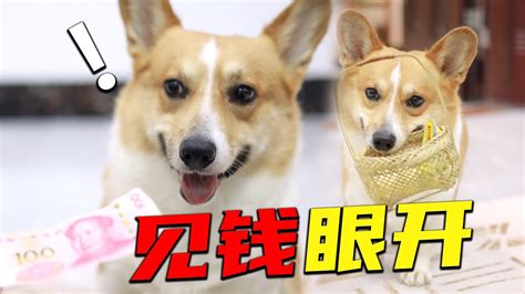 小狗见到主人拿一百块叫干活后，狗子激动得差点飞上天！｜柯基｜宠物 Youtube