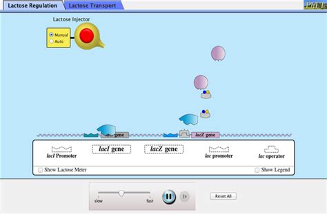 Gene Machine The Lac Operon Gene Regulation Genes Cellular