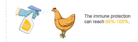 Retech What Are The Advantages And Disadvantages Of Poultry Farming