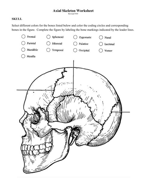 Bones Labeling Worksheet