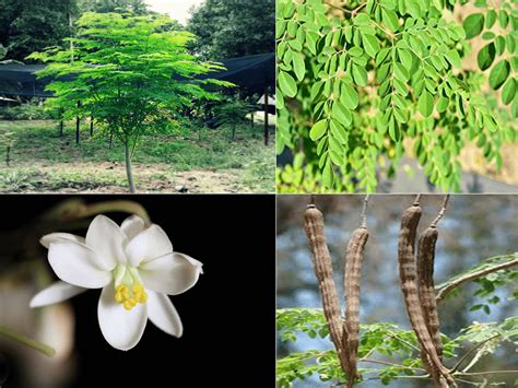 آشنایی با درخت، برگ، گل و میوه مورینگا اولیفرا