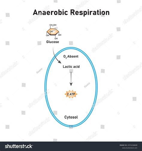 Anaerobic Respiration Scientific Design Vector Illustration Stock