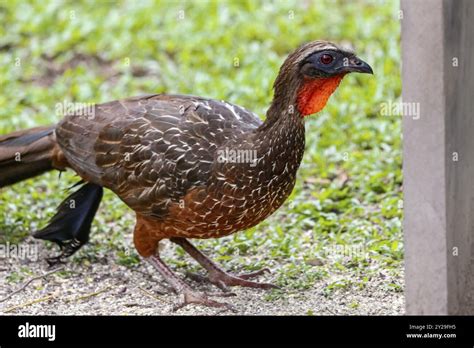 Chestnut Bellied Guan Roaming On Grass Pantanal Wetlands Mato Grosso