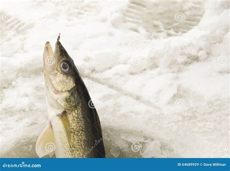 Catching A Walleye Ice Fishing Stock Image Image Of Hooked Caught