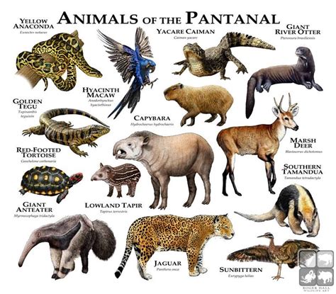 Pin By Ervin Quizon On Art Of Roger Hall Animals Endangered Animals
