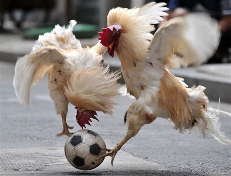 Two White Cocks Playing Football Rpics