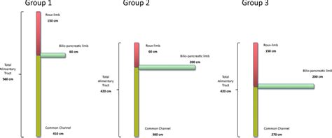 Schematic Drawing Of Limb Lengths In The Included Groups In All Download Scientific Diagram