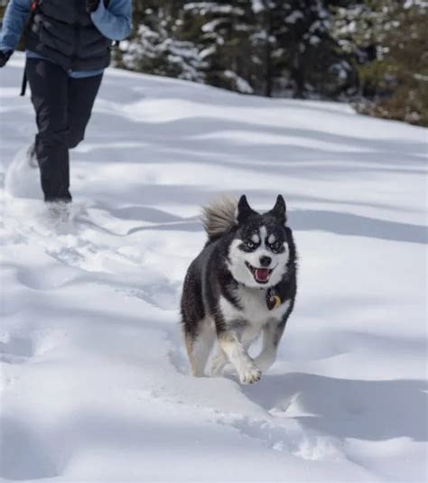 How Many Miles Can A Husky Run Unlock Their Potential Planet Husky