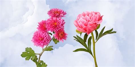 20 Facts About Chrysanthemums And Peonies Novembers Birth Flowers The