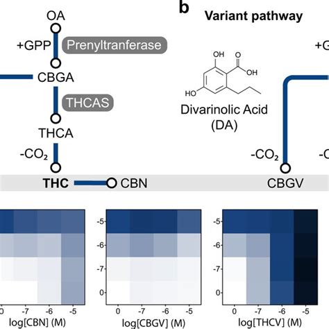 Optimised Cb2 Biosensor Plate Reader Assay A Optimised Workflow For Cb2