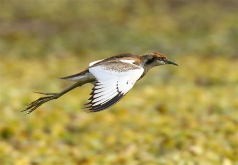 Pheasant Tailed Jacana Hydrophasianus Chirurgus