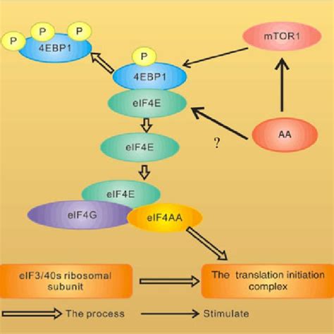 Amino Acid Aa Regulation Of The Assembly Of Eukaryotic Initiation
