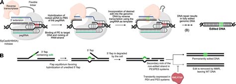 Frontiers Prime Editing In Hematopoietic Stem Cells—from Ex Vivo To