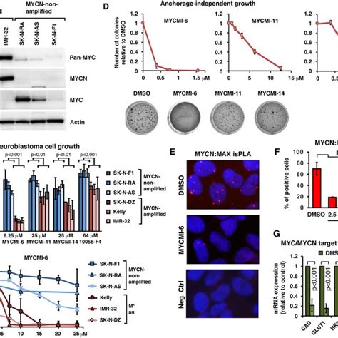 Mycmi 6 Inhibits The Myc Max Bhlhzip Protein Interaction In Vitro A Download Scientific