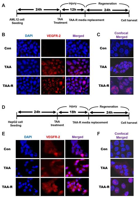 Nuclear VEGFR 2 Expression Of Hepatocytes Is Involved In Hepatocyte Proliferation And Liver