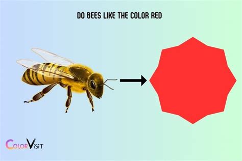 Do Bees Like The Color Red No