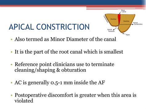 Wl Determination Anatomy Of The Root Apex PPTX