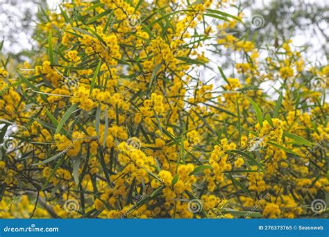 Flowering Cootamundra Wattle Acacia Baileyana Tree Stock Image Image