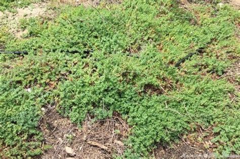 Organic Hypericum Perforatum St Johns Wort Plants From Mountain