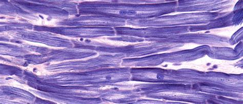 Researchers Develop Organoid Of Human Heart Chamber That Could
