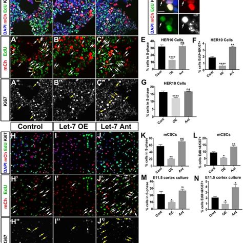 Fig S5 Subcerebral Neurons Labeled By High Level Ctip2 Expression Download Scientific
