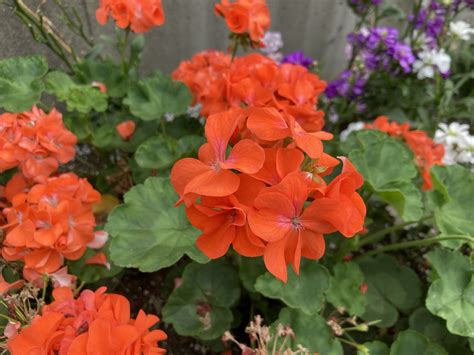 Geranium Flower Flowers Free Photo On Pixabay Pixabay