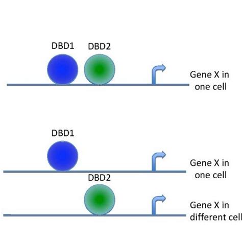 Models For Combinatorial Transcription Regulation Between Two Proteins