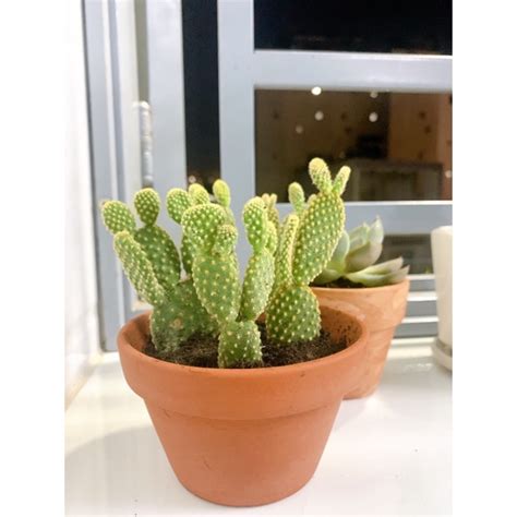 XƯƠng RỒng Tai ThỎ Mini 10kcÂy KÈm ĐẤt Shopee Việt Nam