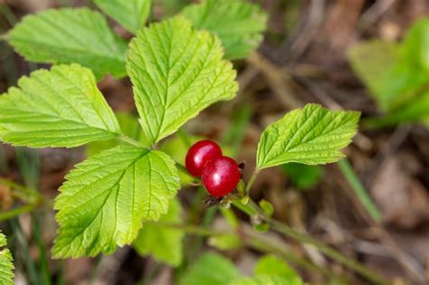Premium Photo Red Edible Berries In The Forest On A Bush Rubus Saxatilis Useful Berries With