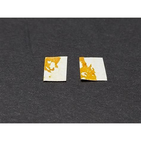 The Blob Physarum Polycephalum Sclerotia Culture Sample X 2 Liquid