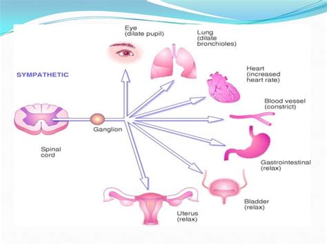Alpha Adrenergic Blockers