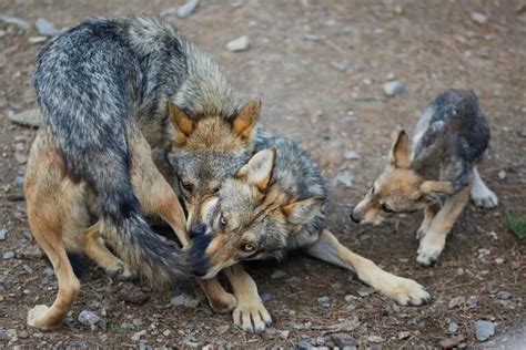 Lobo Mexicano En Peligro De Extinción Cuántos Ejemplares Se Han