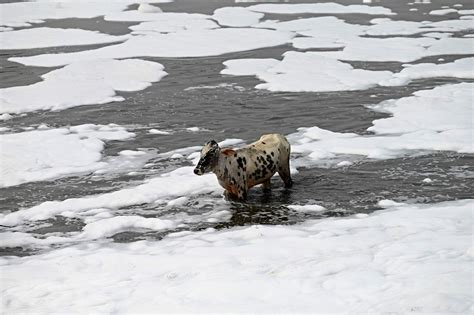 Toxic Foam Alert Out For The Yamuna River In Indias New Delhi Cgtn