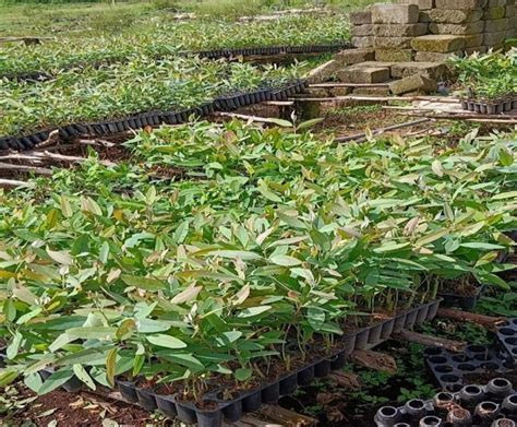 Eucalyptus Clone 316 At ₹ 5 Plant Clone Eucalyptus In Jangareddygudem Id 2854734674773