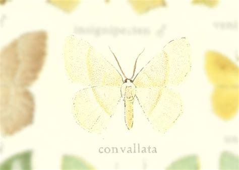 Maxates Convallata · Inaturalist